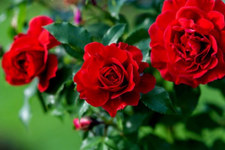 Merlo vivirá este fin de semana la Fiesta de la Rosa | El Corredor ...